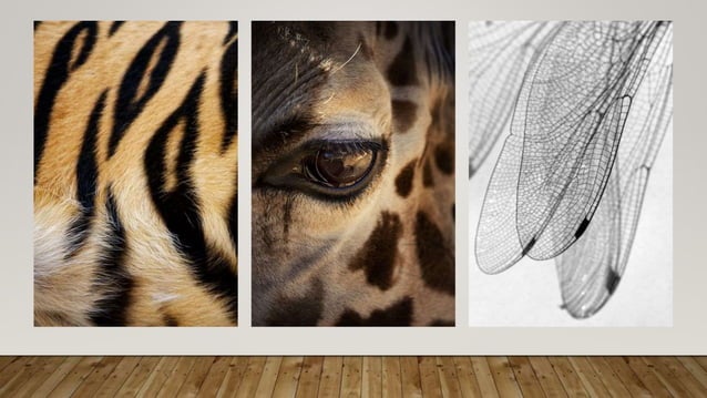 Animals patterns and textures | PPTX