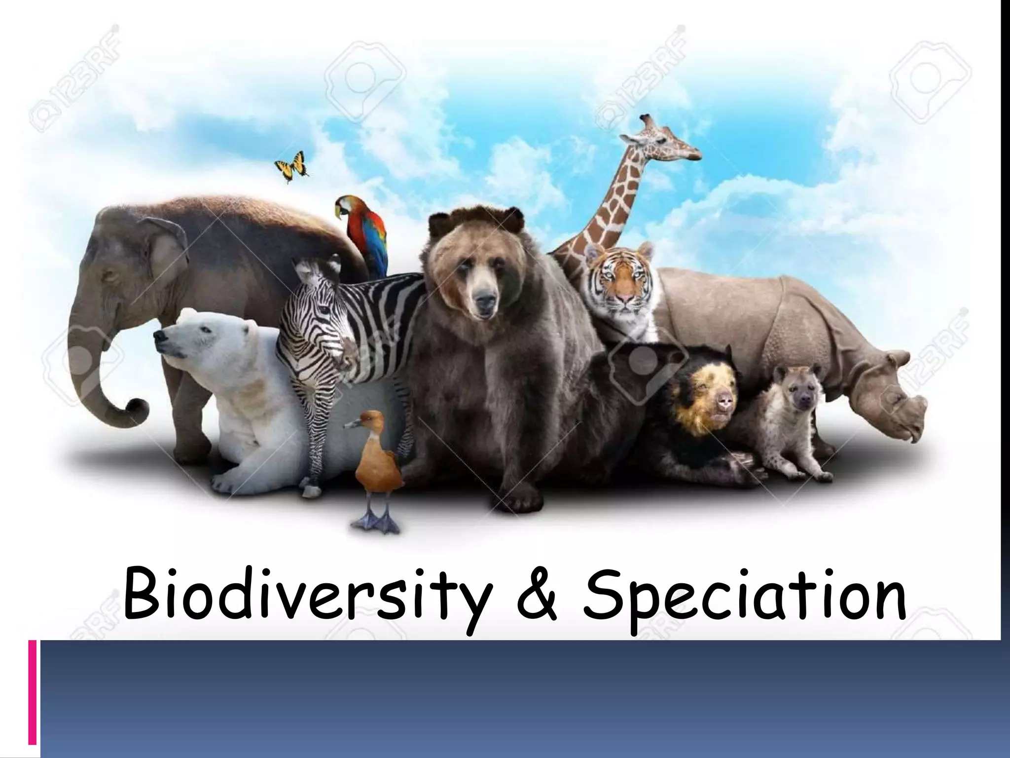 Animal species in the Rainforests Philippines biodiversity and ...