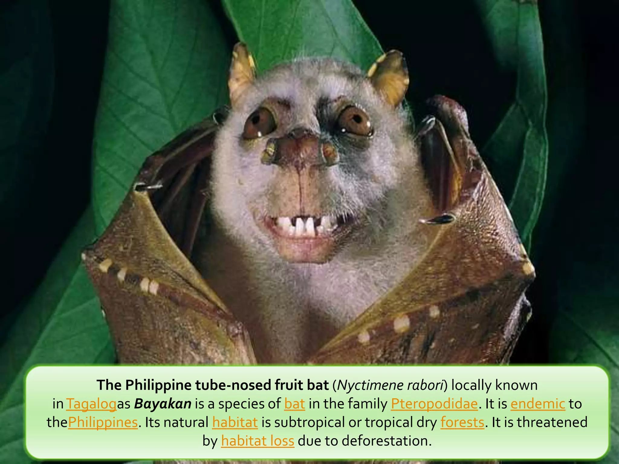 Animal species in the Rainforests Philippines biodiversity and ...