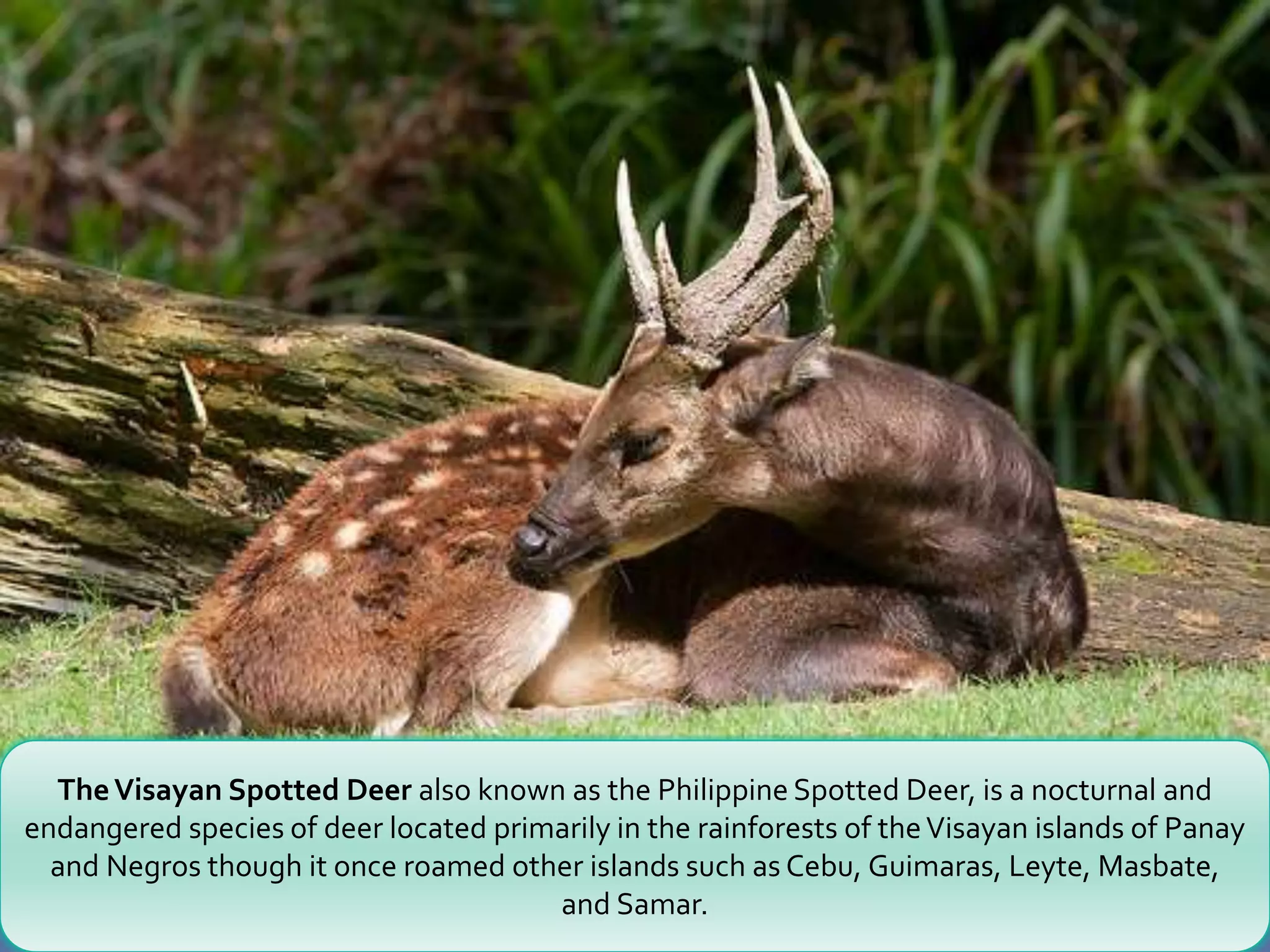 Animal species in the Rainforests Philippines biodiversity and ...