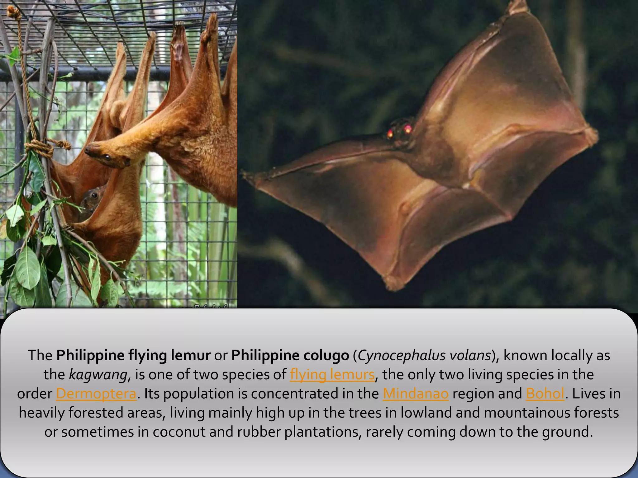 Animal species in the Rainforests Philippines biodiversity and ...