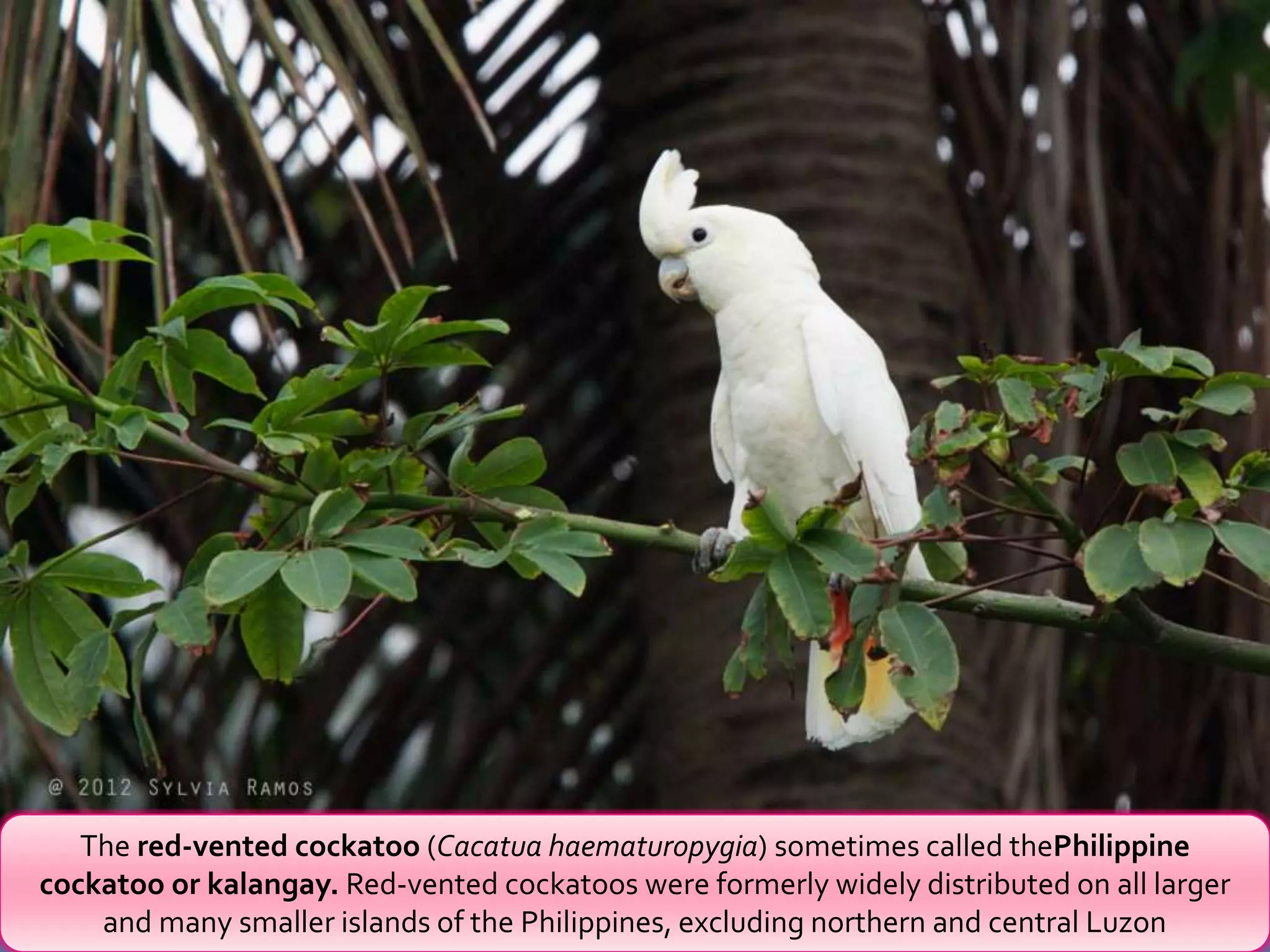 Animal species in the Rainforests Philippines biodiversity and ...