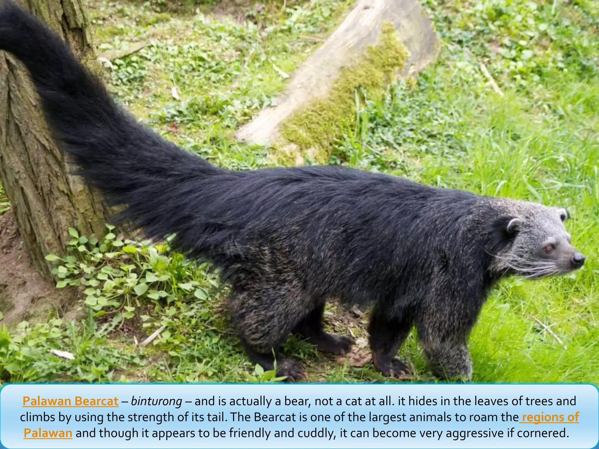Animal species in the Rainforests Philippines biodiversity and ...