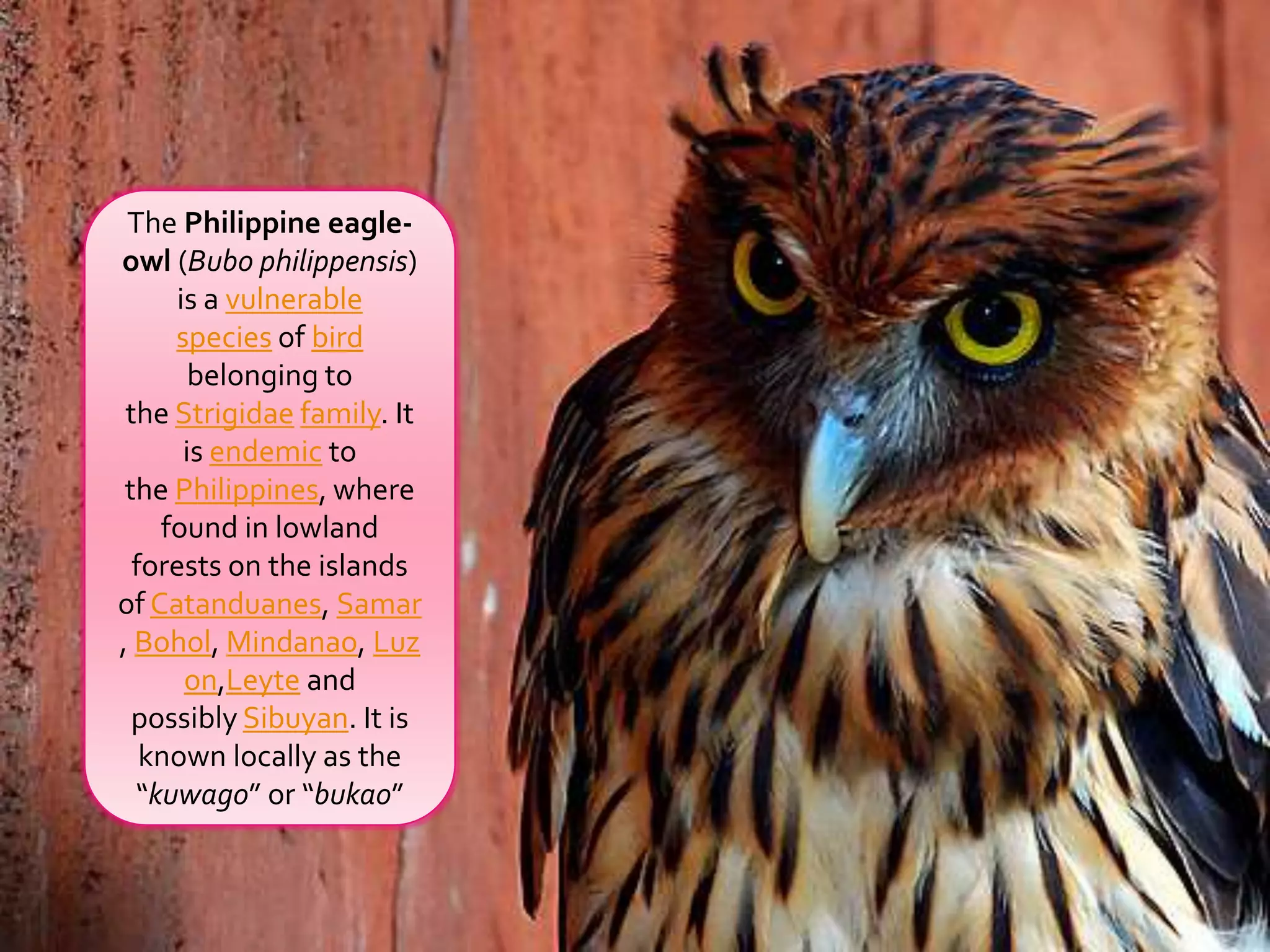 Animal species in the Rainforests Philippines biodiversity and ...