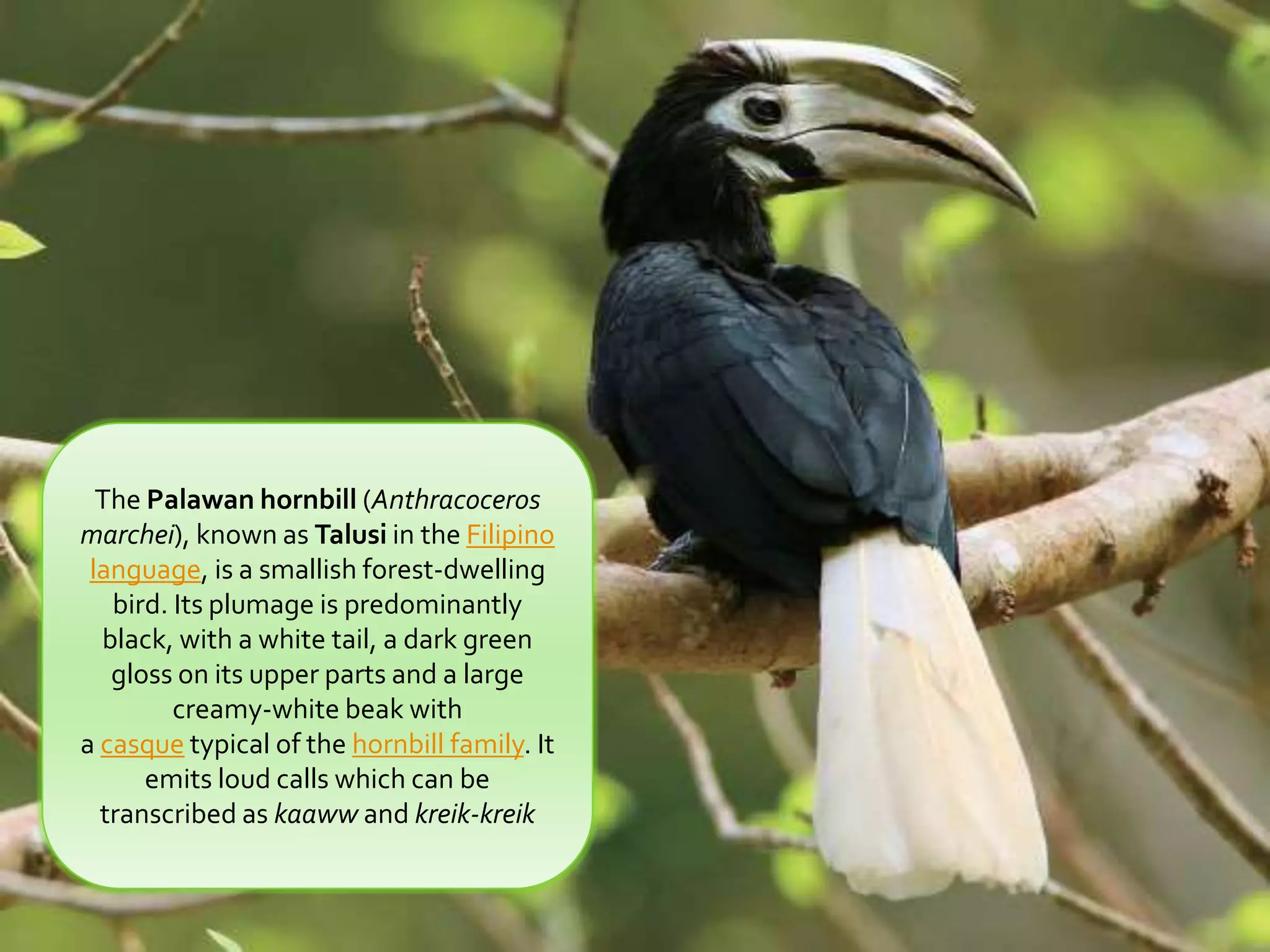 Animal species in the Rainforests Philippines biodiversity and ...