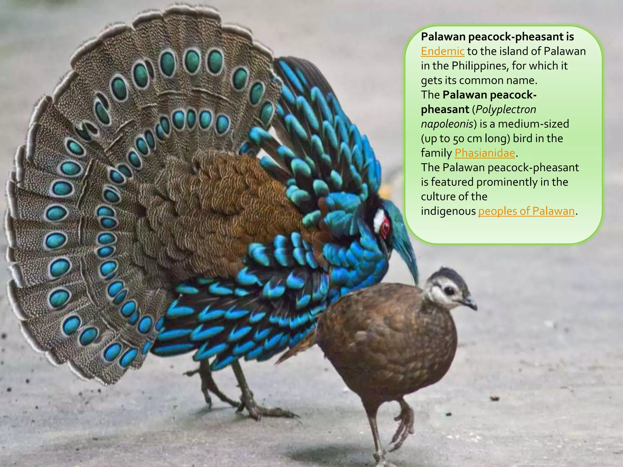 Animal species in the Rainforests Philippines biodiversity and ...