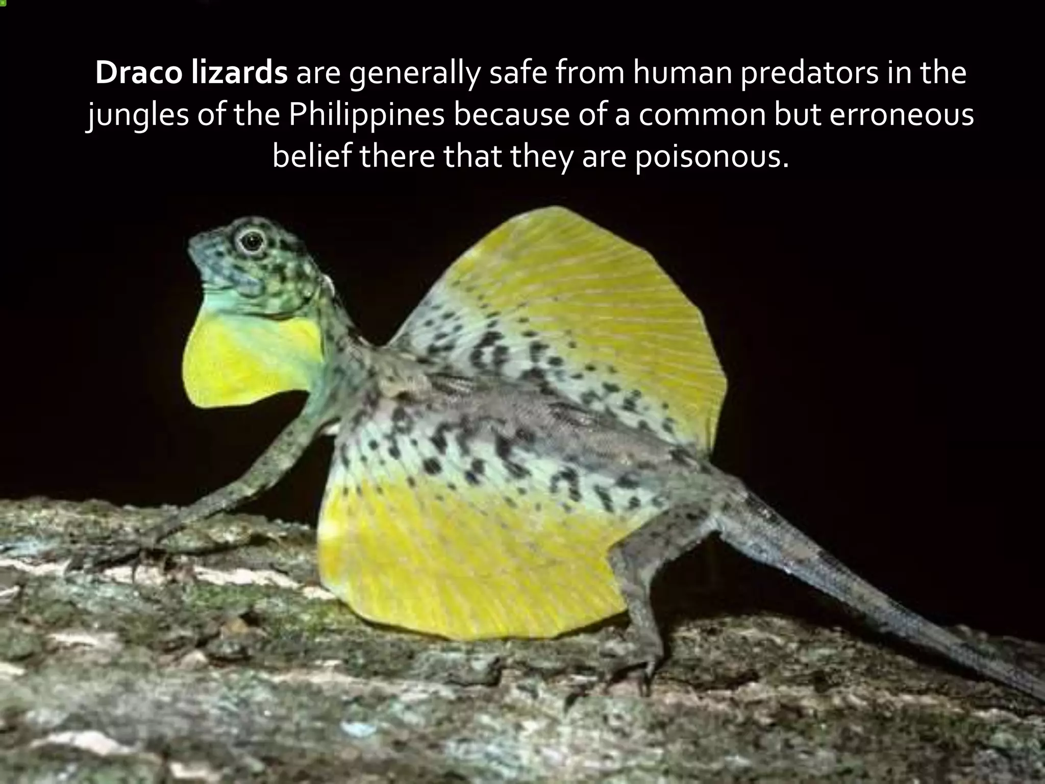 Animal species in the Rainforests Philippines biodiversity and ...