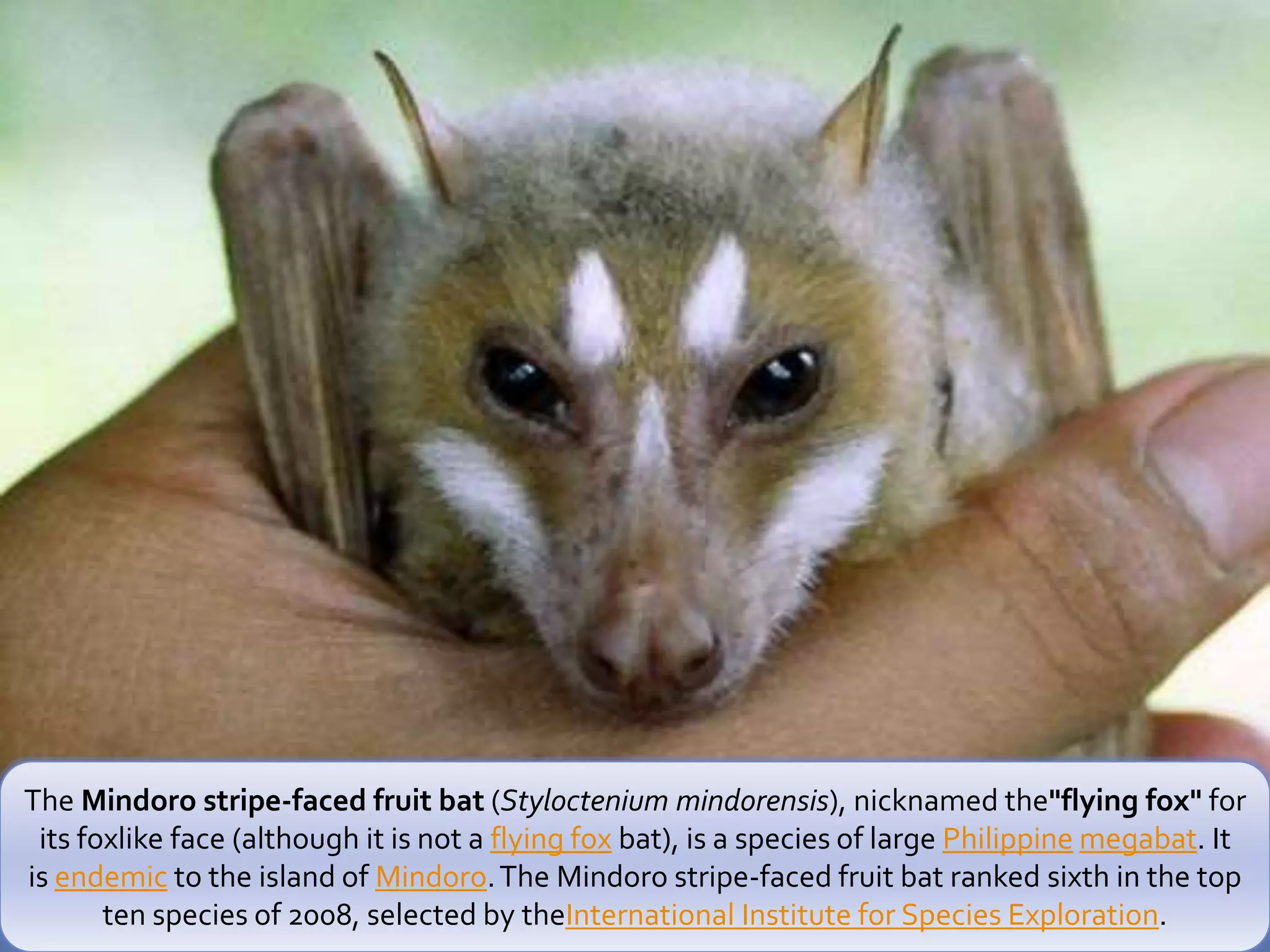 Animal species in the Rainforests Philippines biodiversity and ...