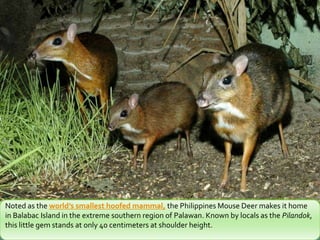 Animal species in the Rainforests Philippines biodiversity and ...