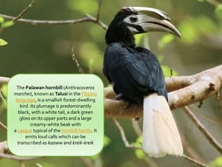 Animal species in the Rainforests Philippines biodiversity and ...