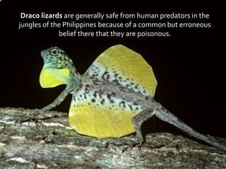 Animal species in the Rainforests Philippines biodiversity and ...