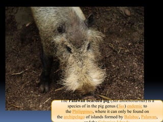 Animal species in the Rainforests Philippines biodiversity and ...