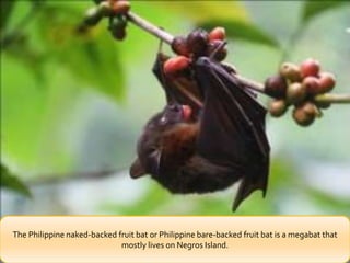 Philippine Bamboo Bat