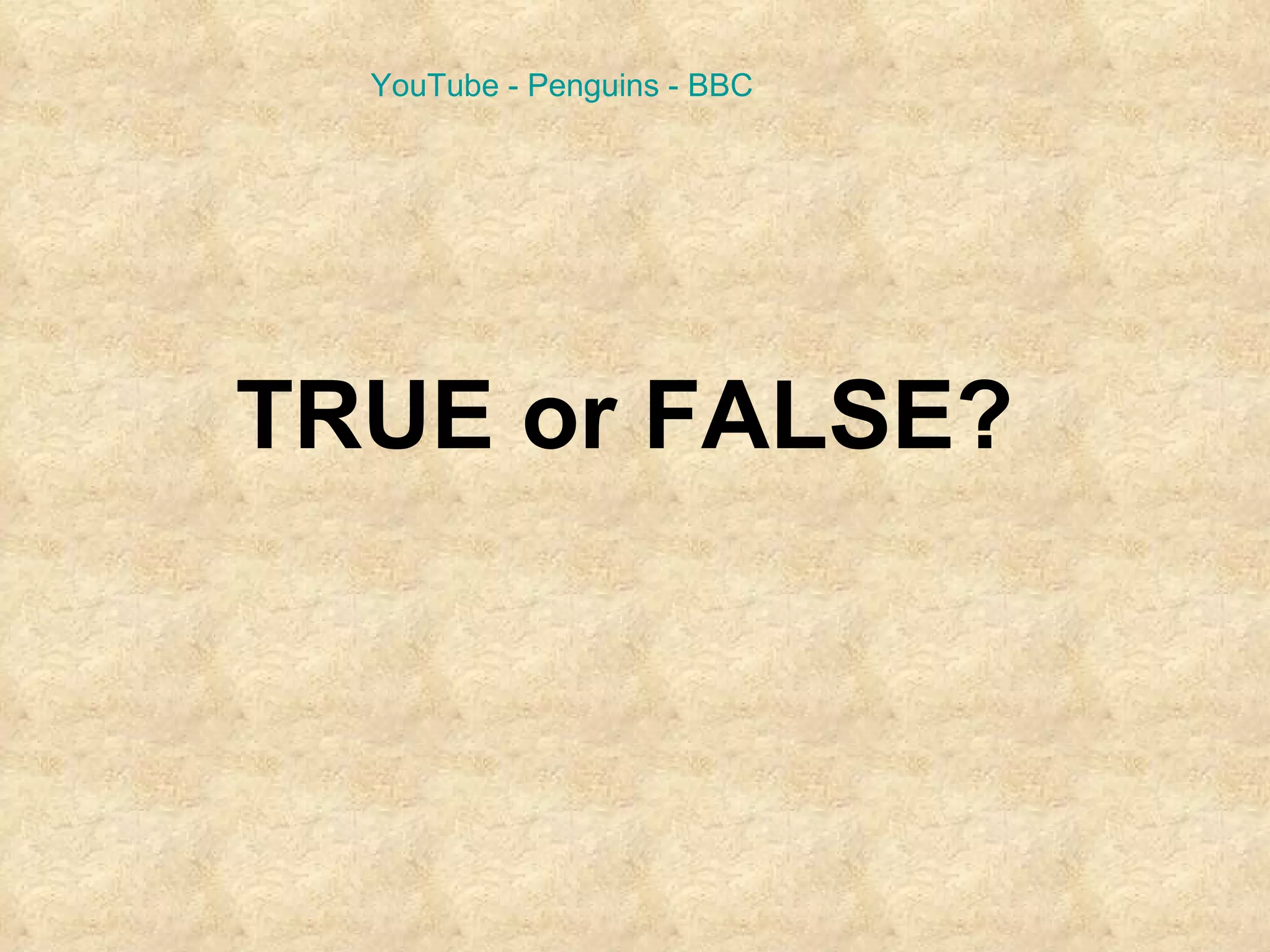 Animals Penguins Ppt | PPT