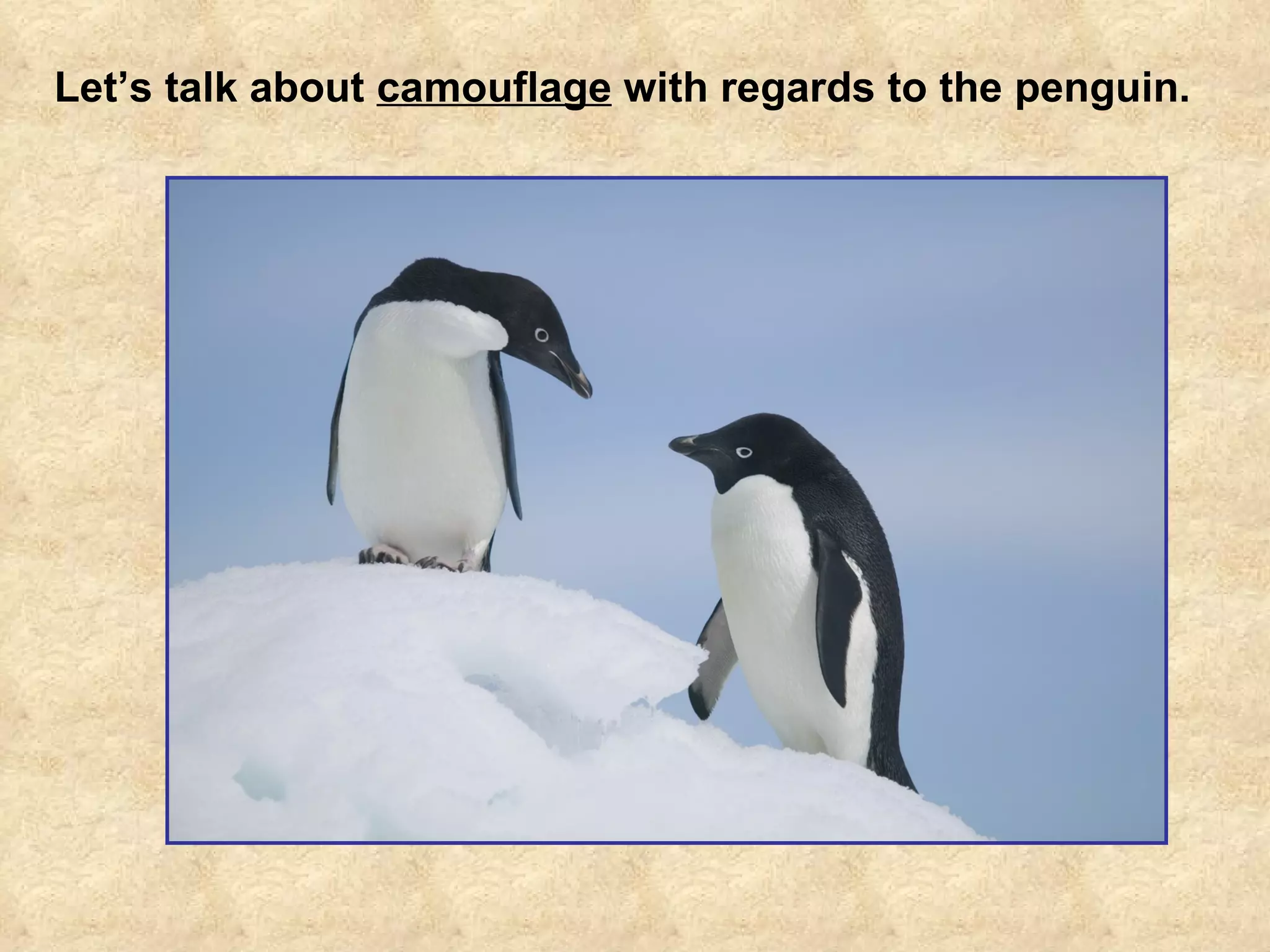 Animals Penguins Ppt | PPT