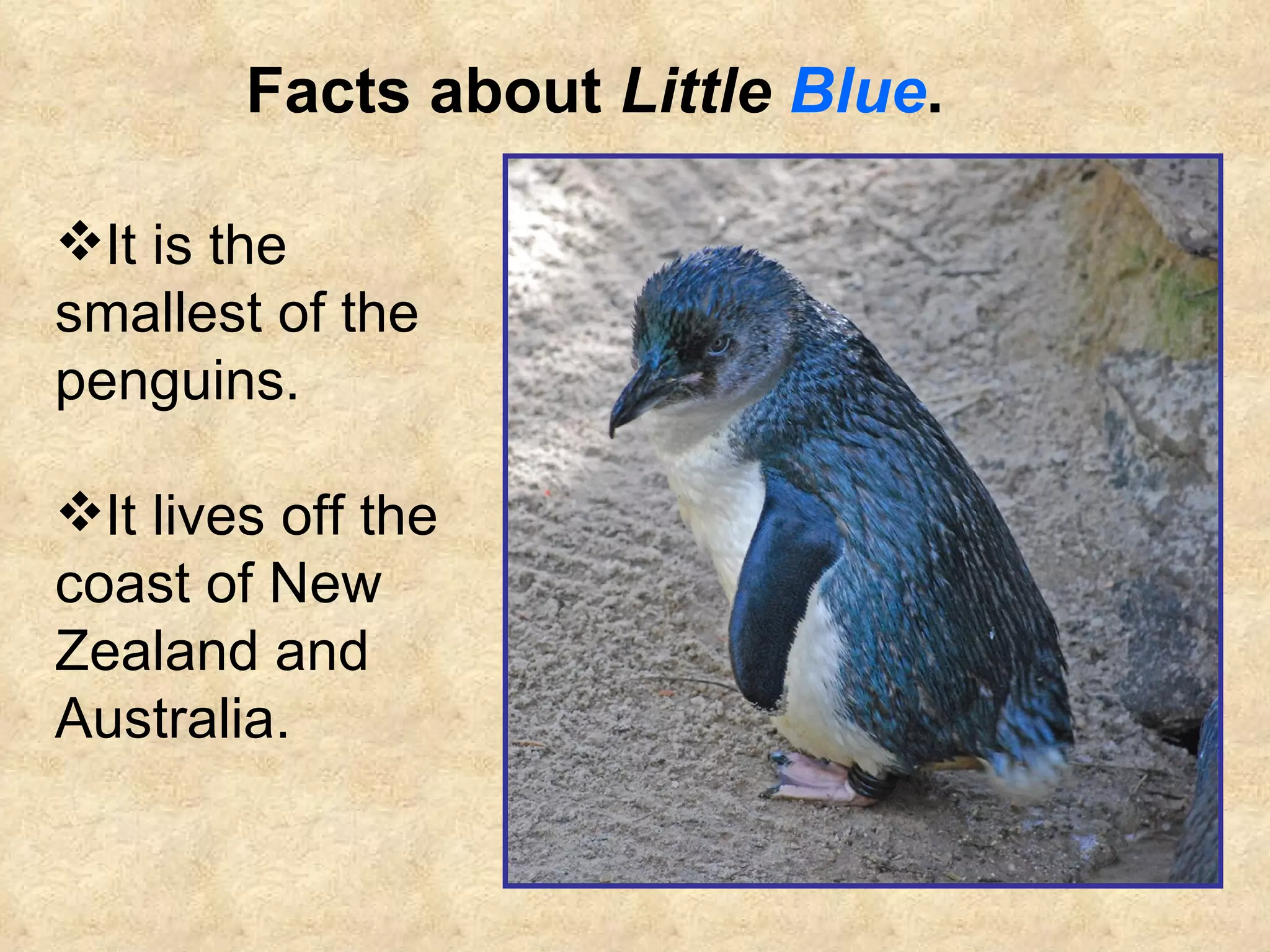 Animals Penguins Ppt | PPT