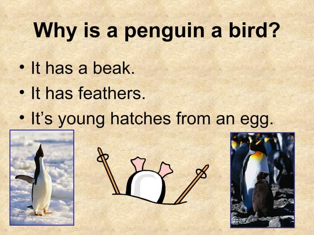 Animals Penguins Ppt | PPT