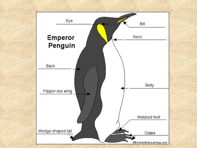 Animals Penguins Ppt | PPT
