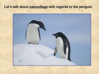 Animals Penguins Ppt | PPT