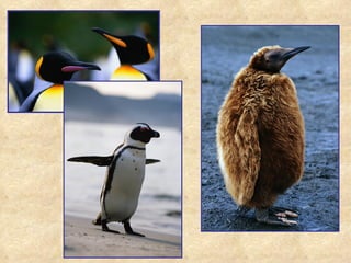 Animals Penguins Ppt | PPT