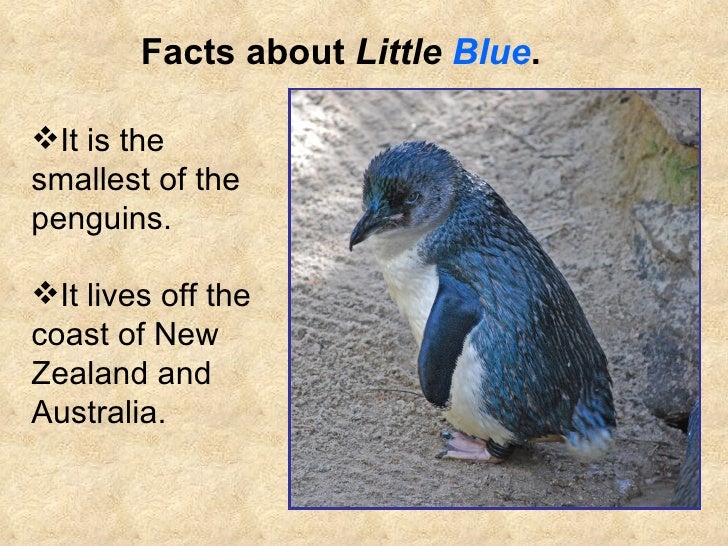 Animals Penguins Ppt animals-penguins-ppt