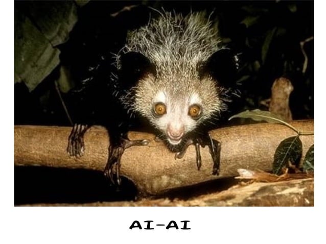Animals perill extinció. | PPT