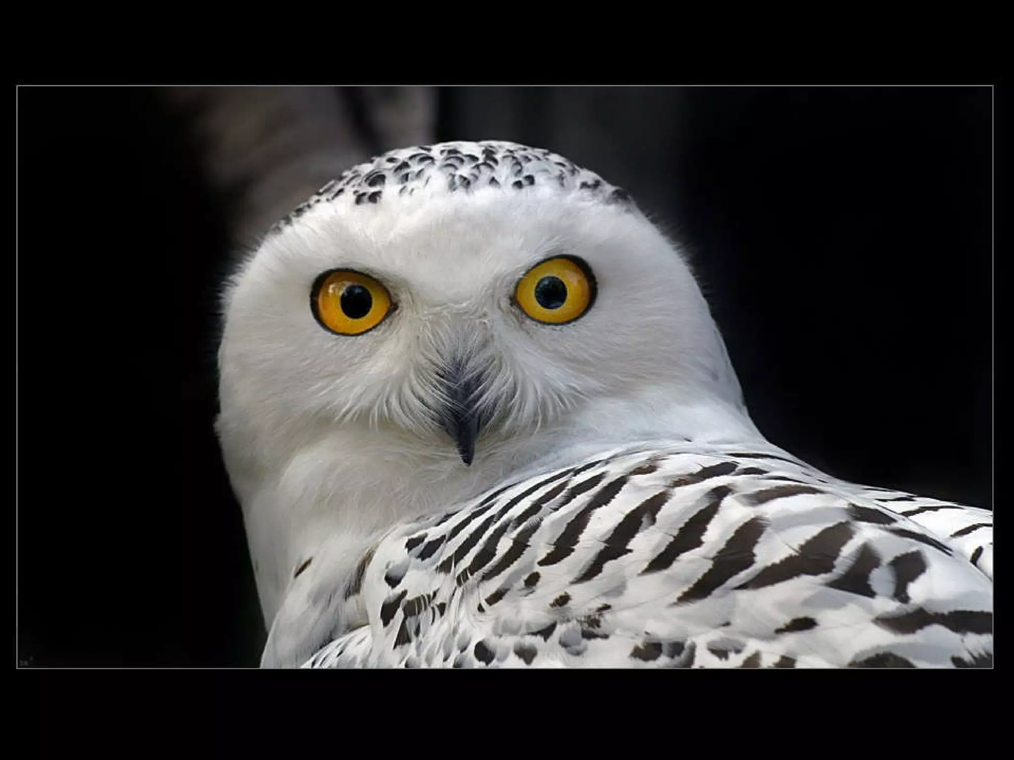 Animals pics | PPS