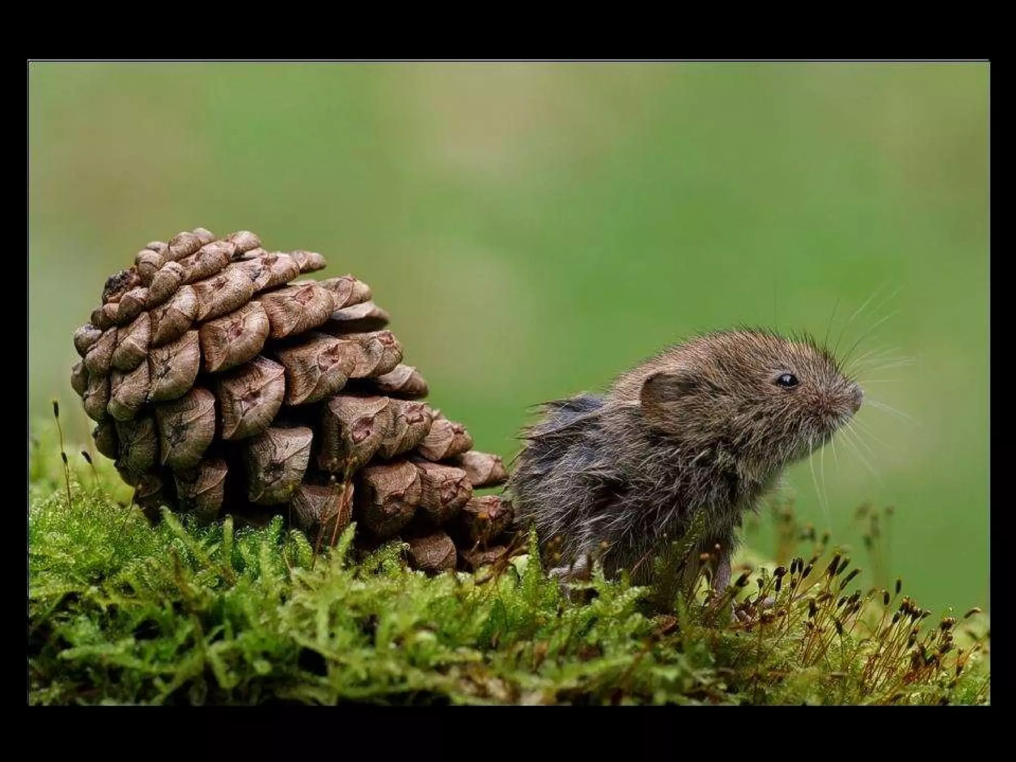 Animals pics | PPS