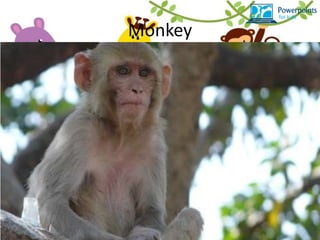 Animals powerpoints for kids | PPTX