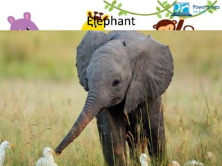 Animals powerpoints for kids | PPTX