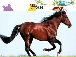 Animals powerpoints for kids | PPTX