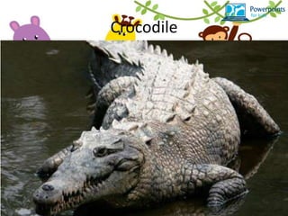 Animals powerpoints for kids | PPTX
