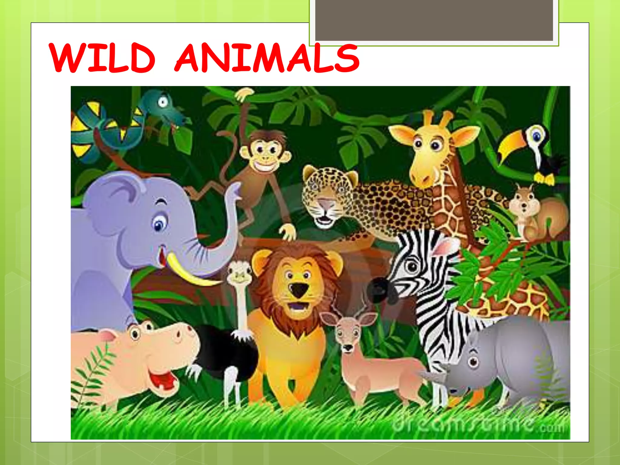 Week 8: Wild Animals! | PPTX