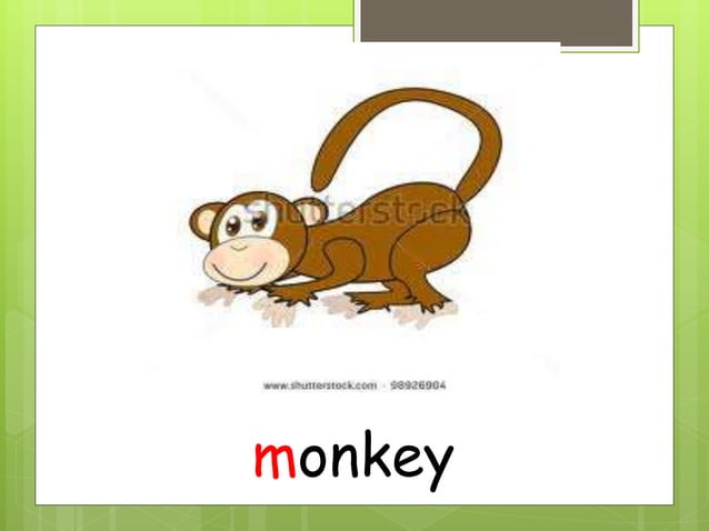 Week 8: Wild Animals! | PPTX