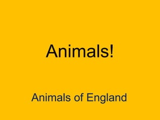 Animals presentation | PPT