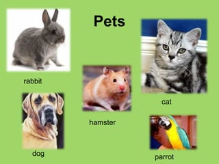 Animals presentation | PPT