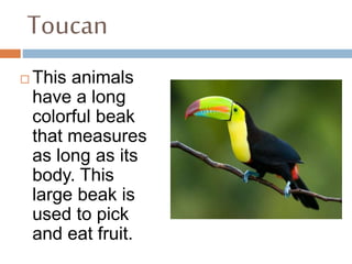 Rainforest Animals presentation | PPT