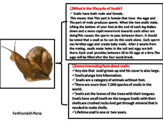 Animals –project snail | PPTX