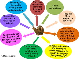 Animals –project snail | PPTX