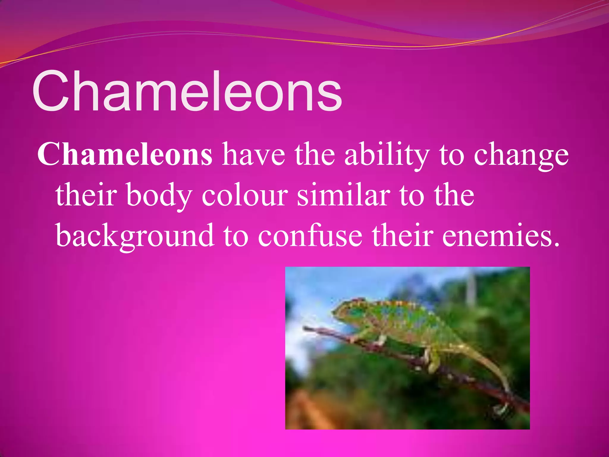 Animals protect from danger | PPTX