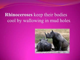 Animals protect from danger | PPTX