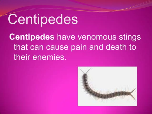 Animals protect from danger | PPTX