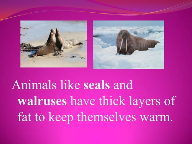 Animals protect from danger | PPTX