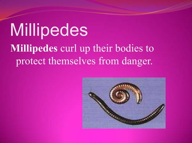 Animals protect from danger | PPTX