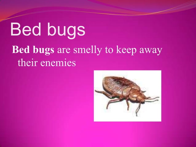 Animals protect from danger | PPTX