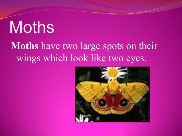 Animals protect from danger | PPTX