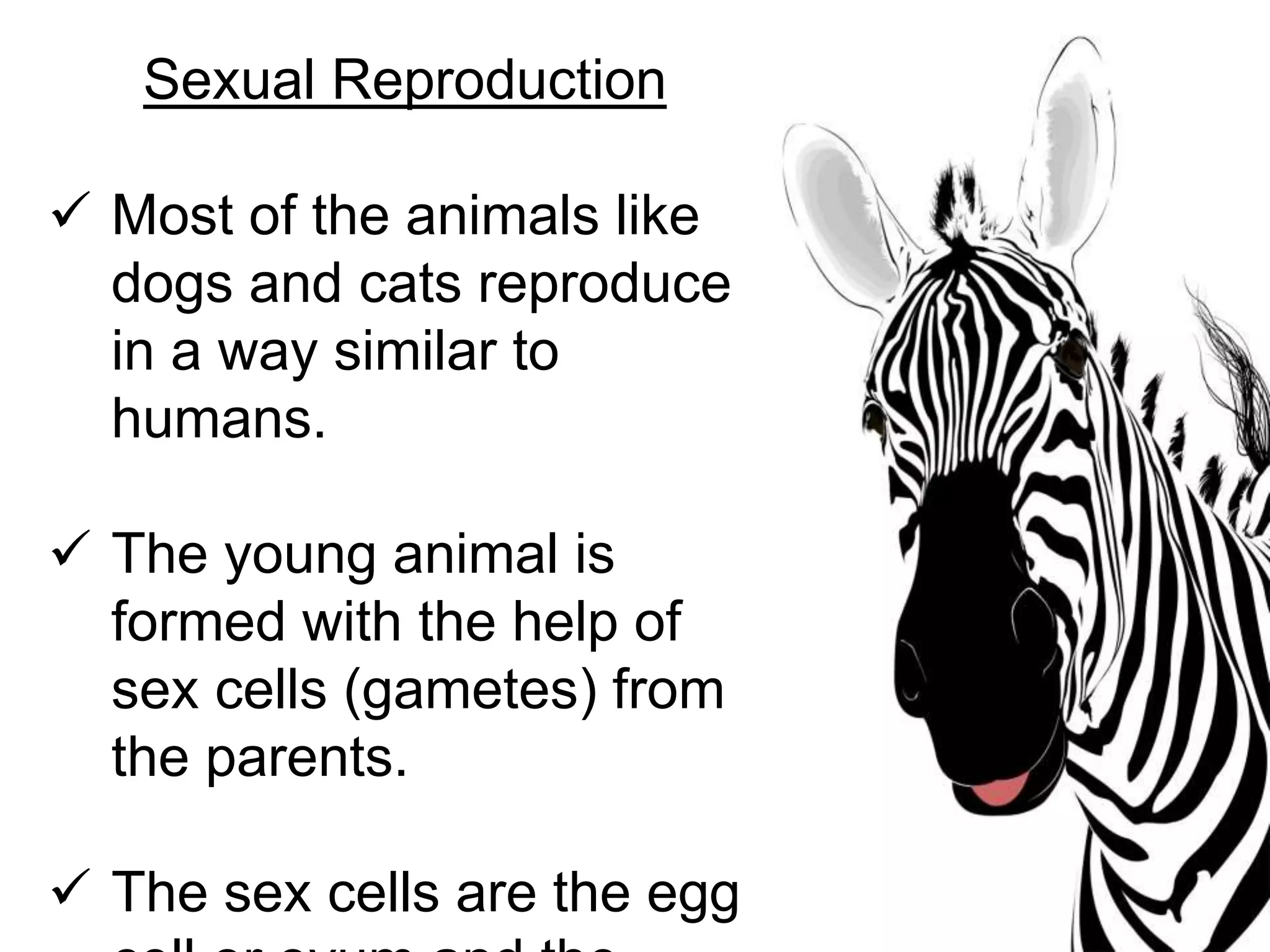 Animals reproduction | PPTX