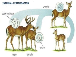 Animals reproduction | PPTX