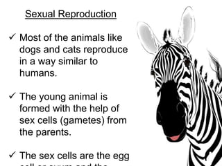 Animals reproduction | PPTX
