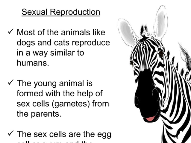 Animals reproduction | PPT